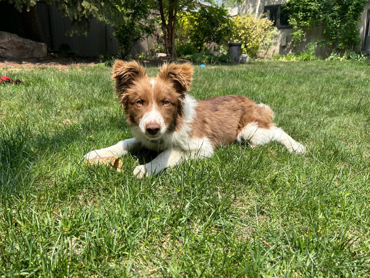 Dog for Adoption - Polly, a Border Collie in Woodland Hills, UT | Alpha Paw