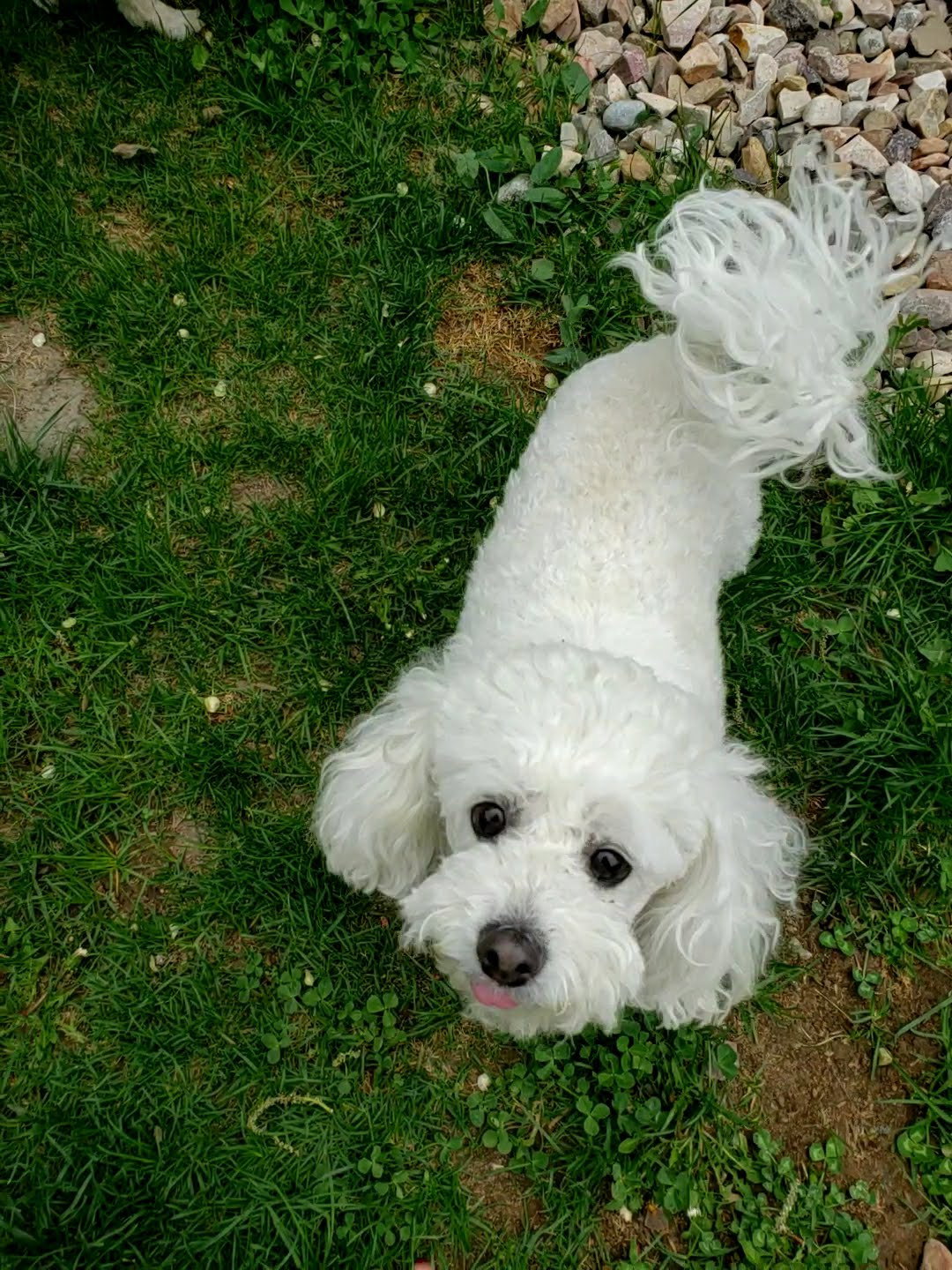 Dog for Adoption - Scooterbug, a Poodle (Miniature) in Morgan, UT ...