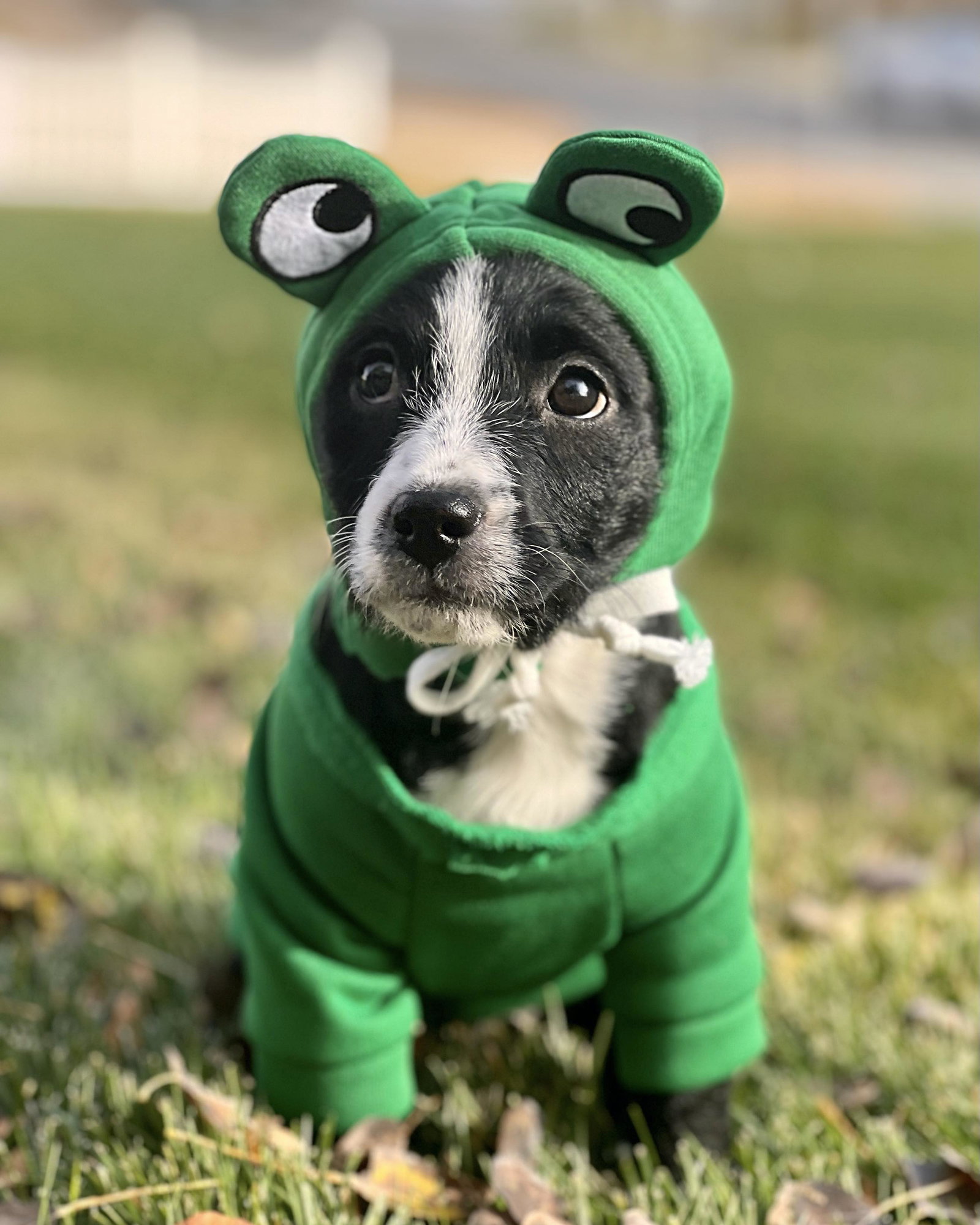 Toe of Frog's Web Page