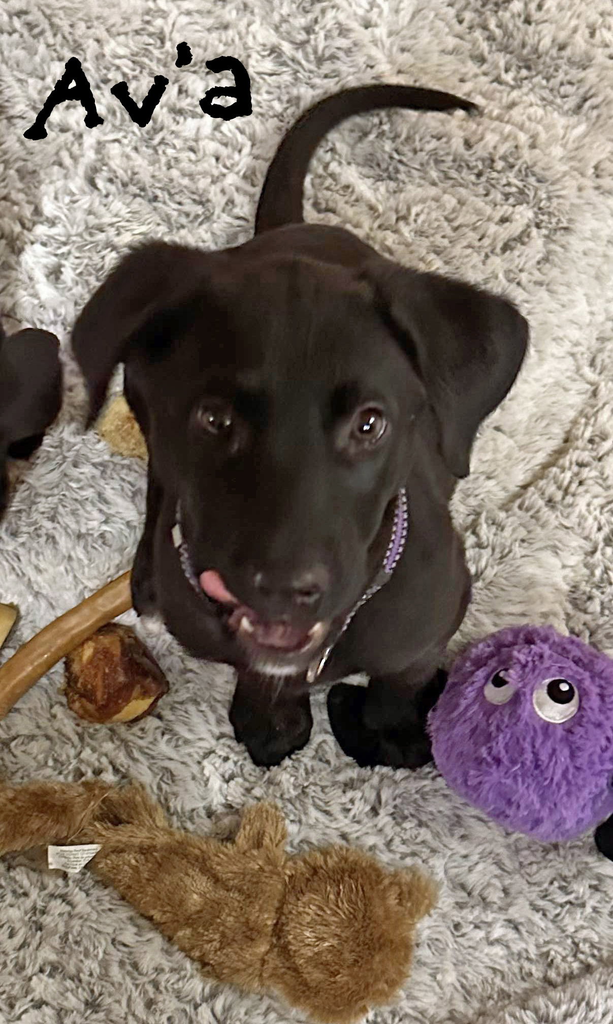 Dog adoption in Sandy, UT 84092: Labrador Retriever / Mixed (medium ...