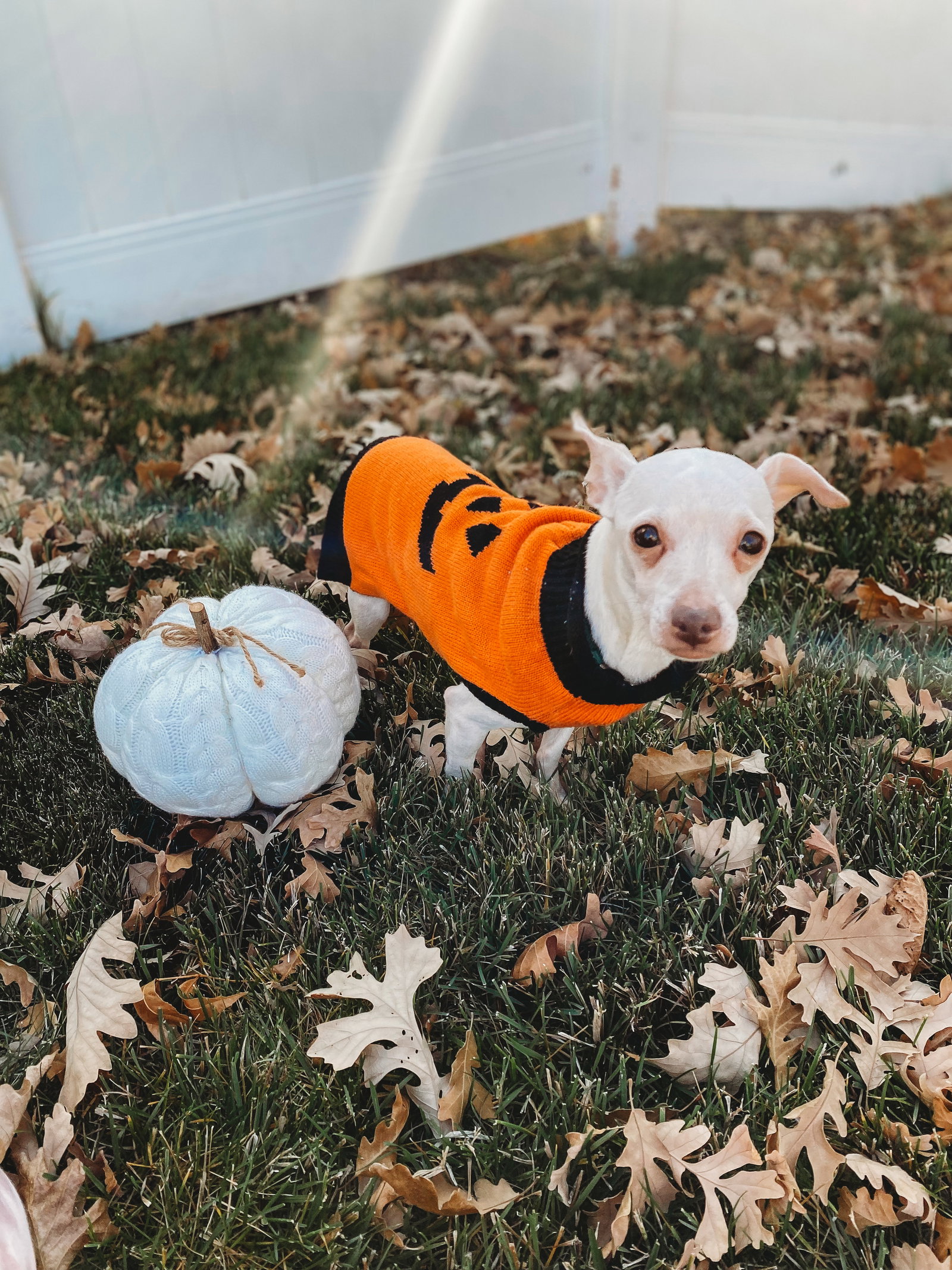 Dog for Adoption - Judd, a Chihuahua in Woodland Hills, UT | Alpha Paw