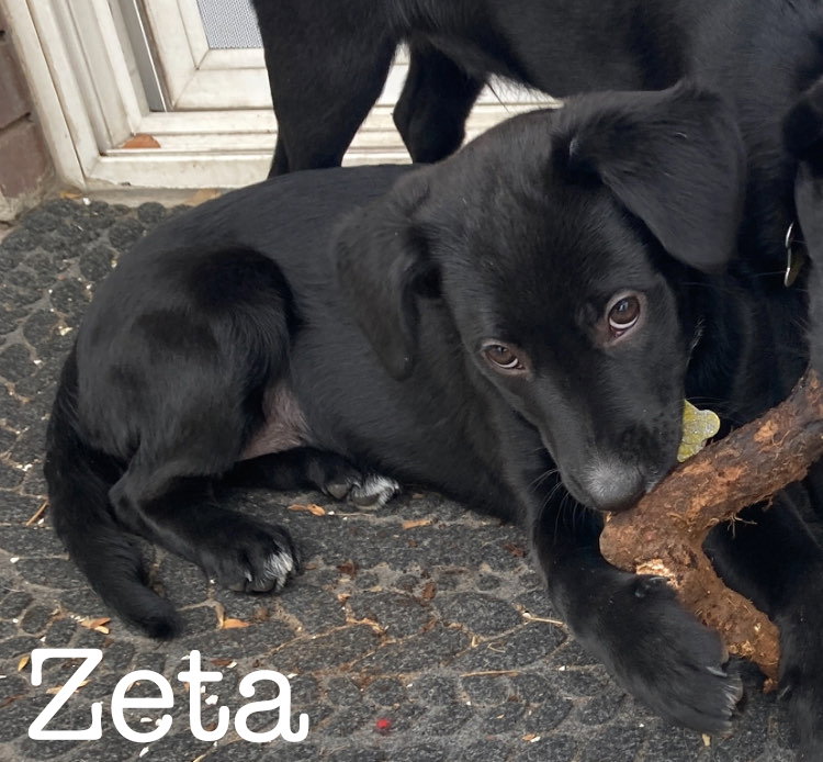 Zeta's Web Page