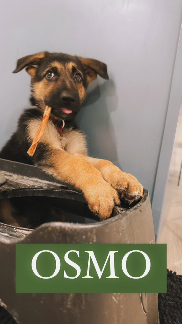 Dog for Adoption - Osmo, a German Shepherd Dog in Payson, UT | Alpha Paw