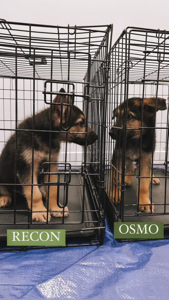 Dog for Adoption - Osmo, a German Shepherd Dog in Salt Lake City, UT ...