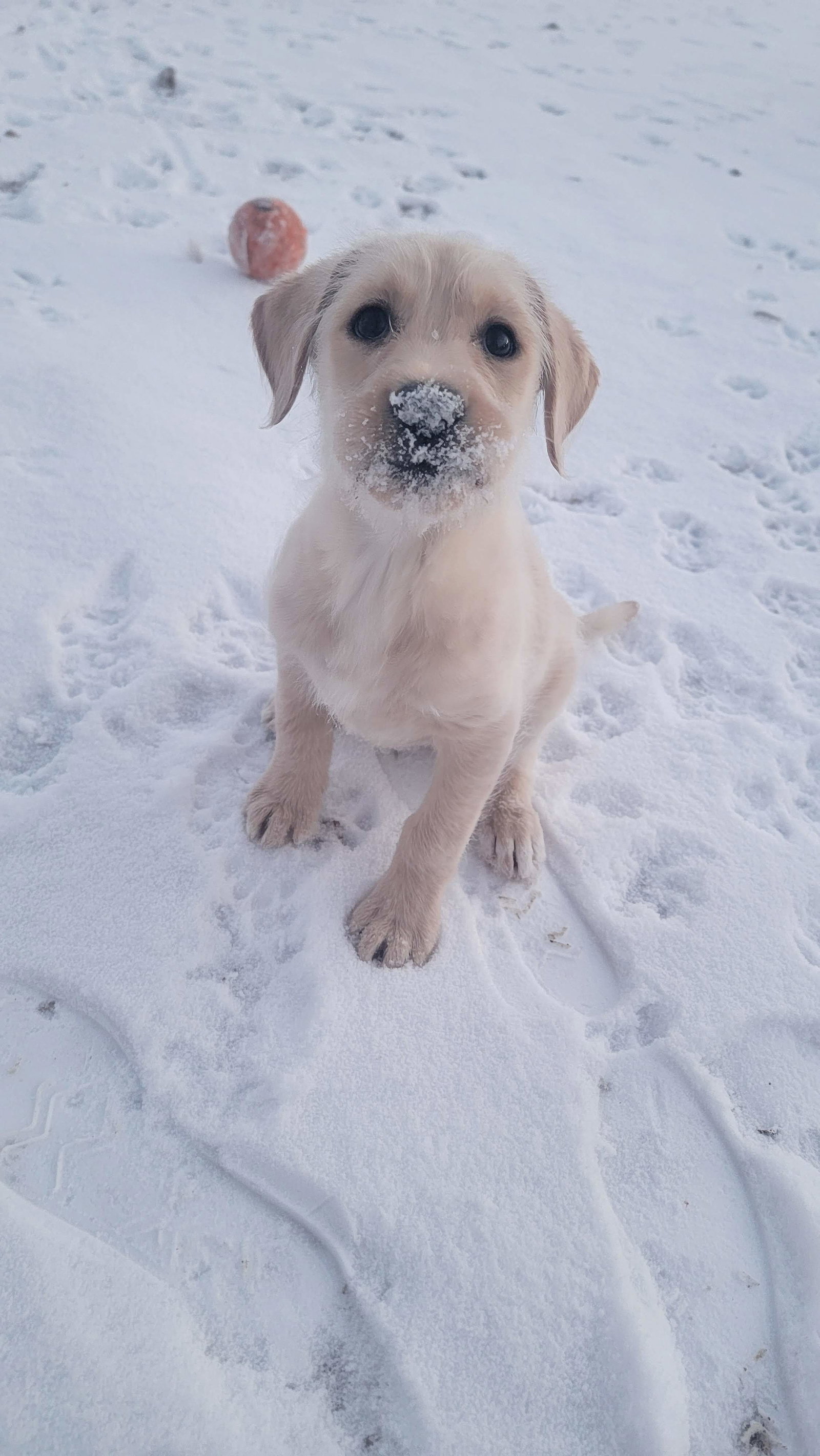 Dog for Adoption - Coralie, a Labrador Retriever in Grantsville, UT ...