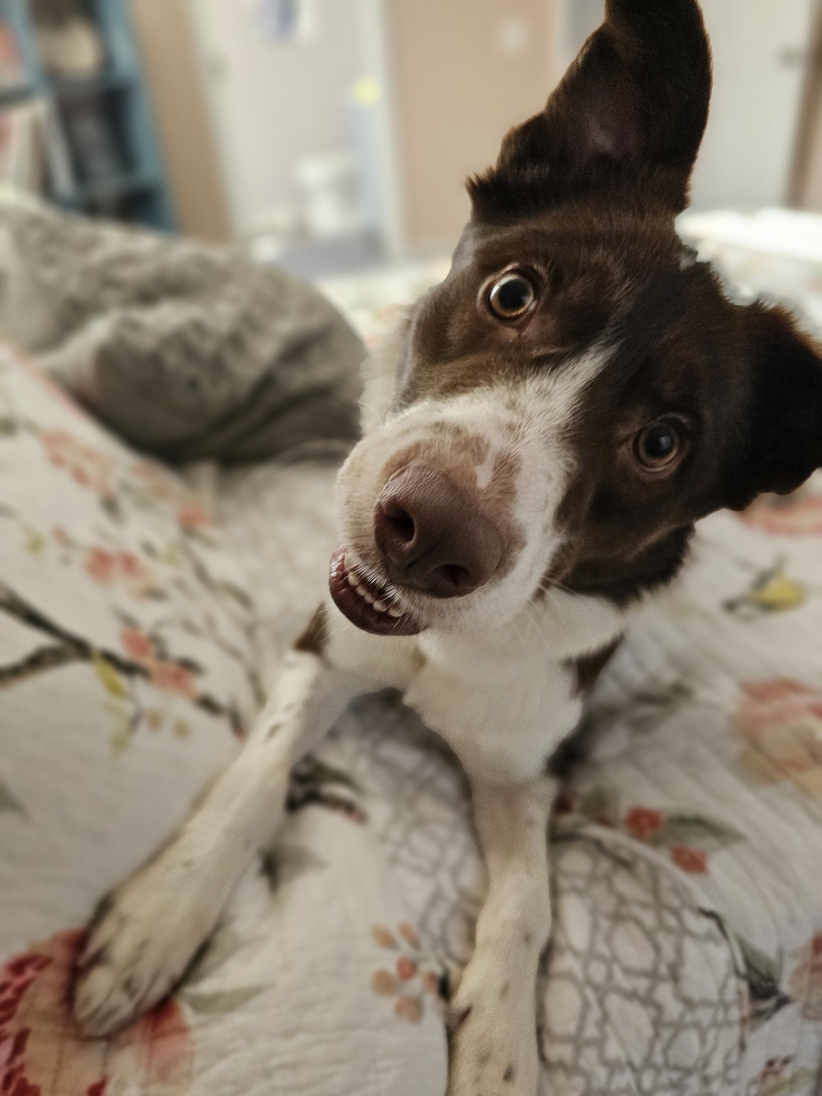 Alfie Boy's Web Page