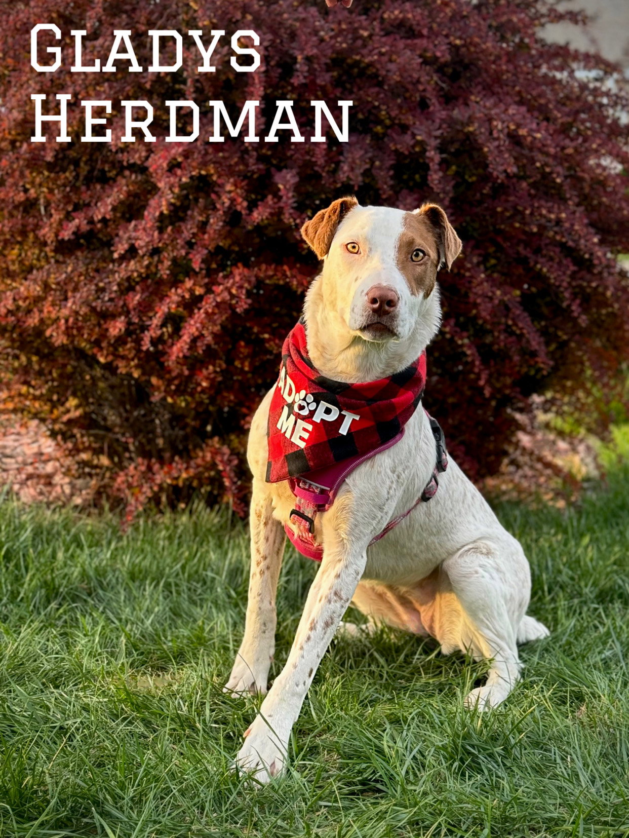 Gladys Herdman's Web Page
