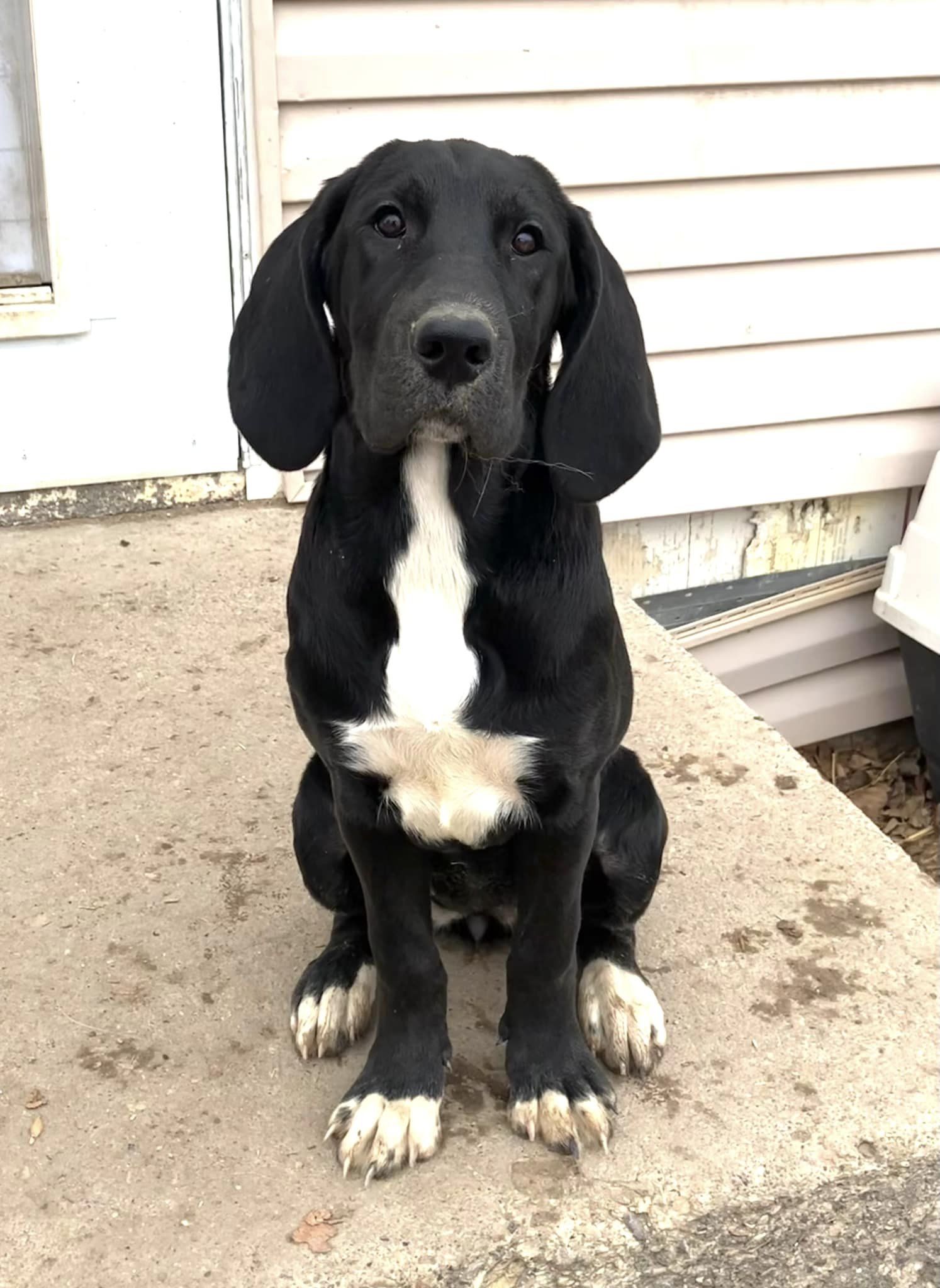 Dog for Adoption - Bria, a Hound in Woodland Hills, UT | Alpha Paw