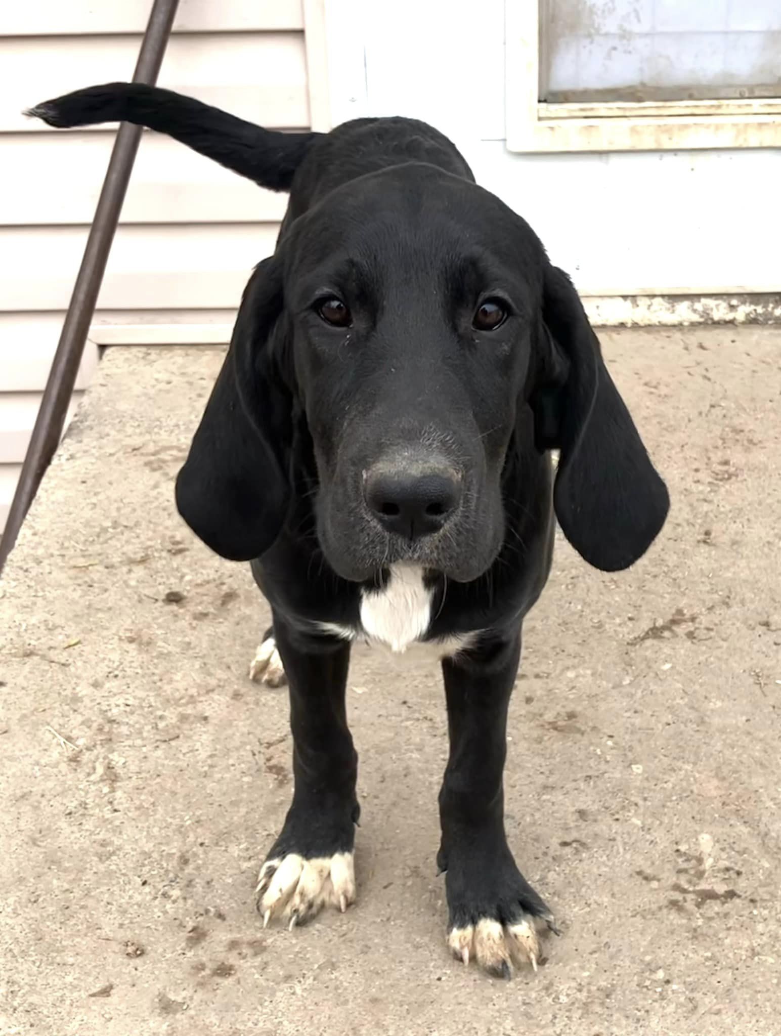 Dog for Adoption - Bria, a Hound in Orem, UT | Alpha Paw