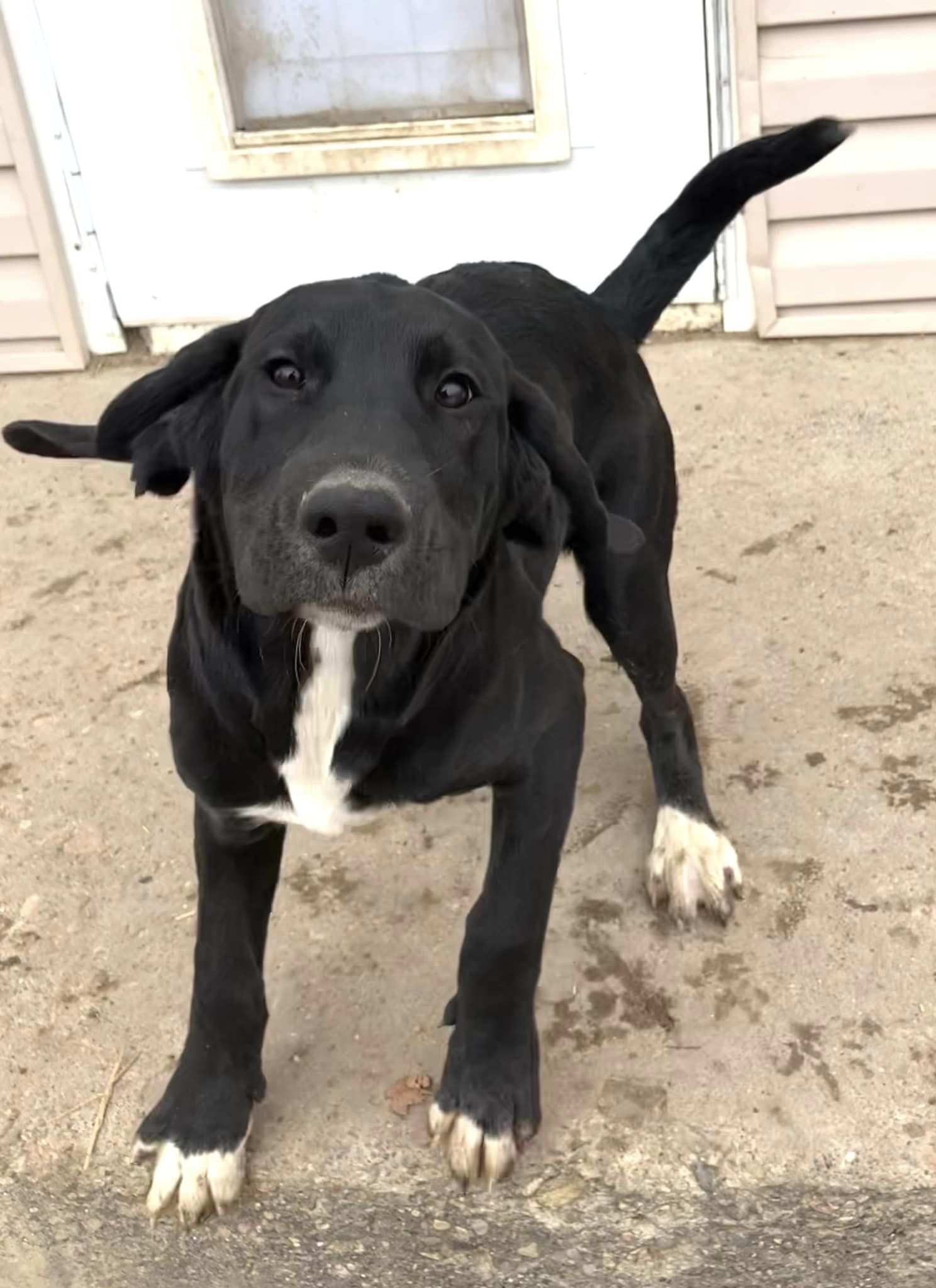 Dog for Adoption - Bria, a Hound in Orem, UT | Alpha Paw