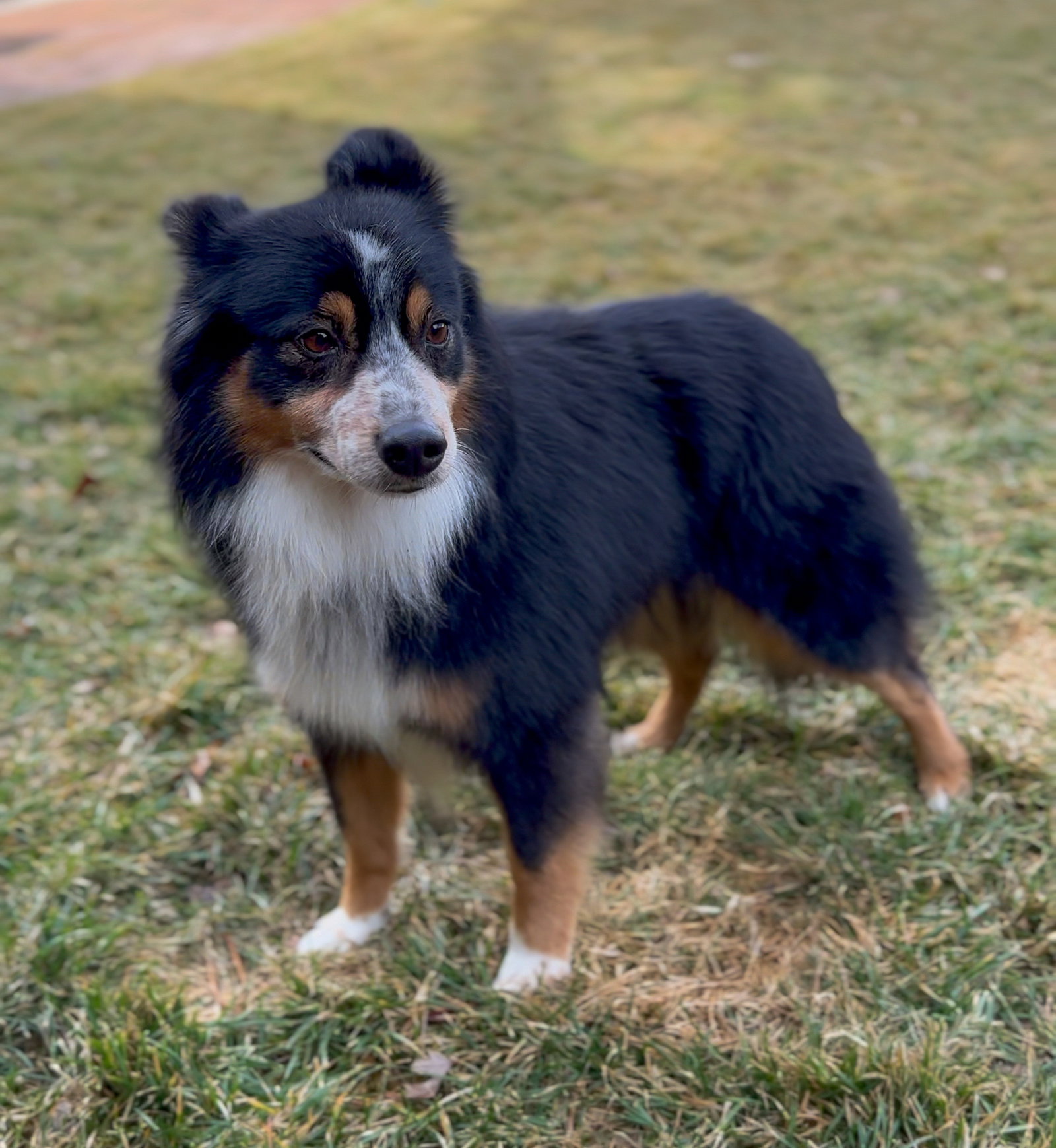 Dog for Adoption - Aussie Pawsborne, a Australian Shepherd in Weber ...