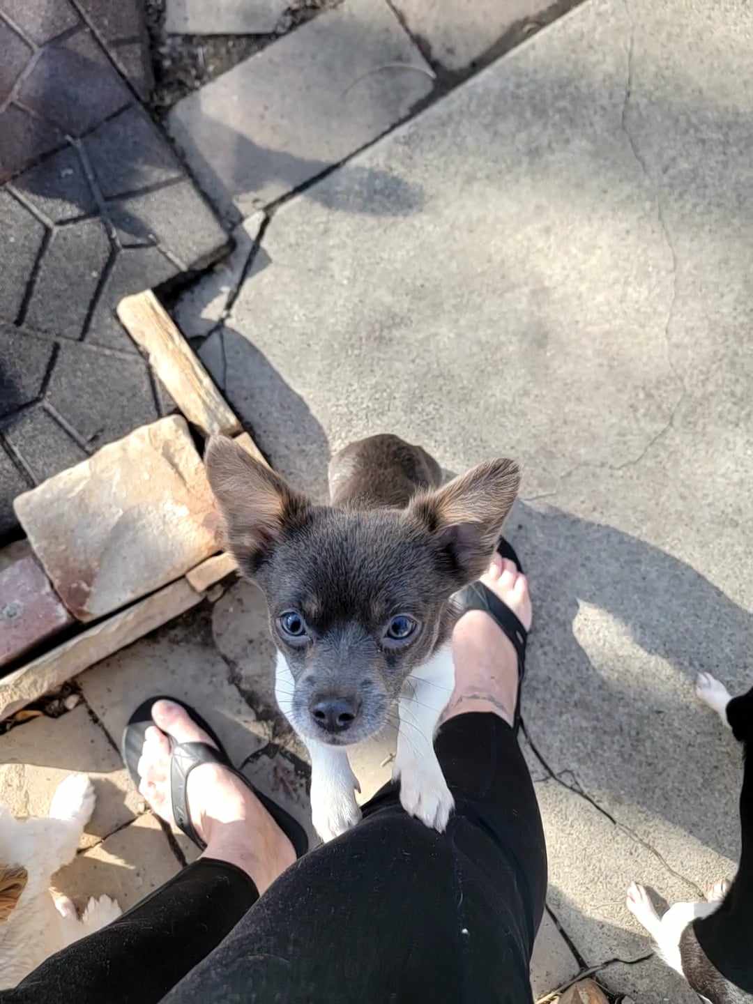 Dog for Adoption - Quinci Blue, a Chihuahua in Orem, UT | Alpha Paw
