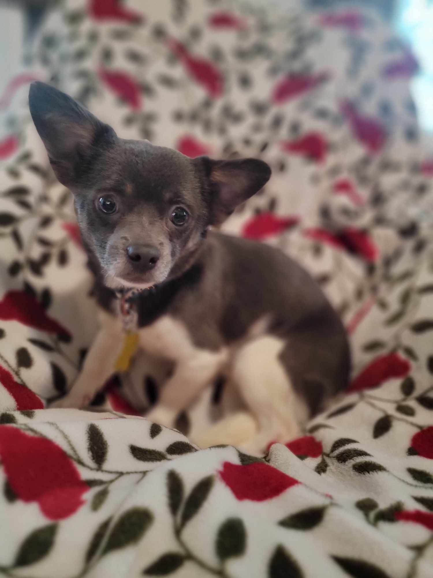 Dog for Adoption - Quinci Blue, a Chihuahua in Orem, UT | Alpha Paw