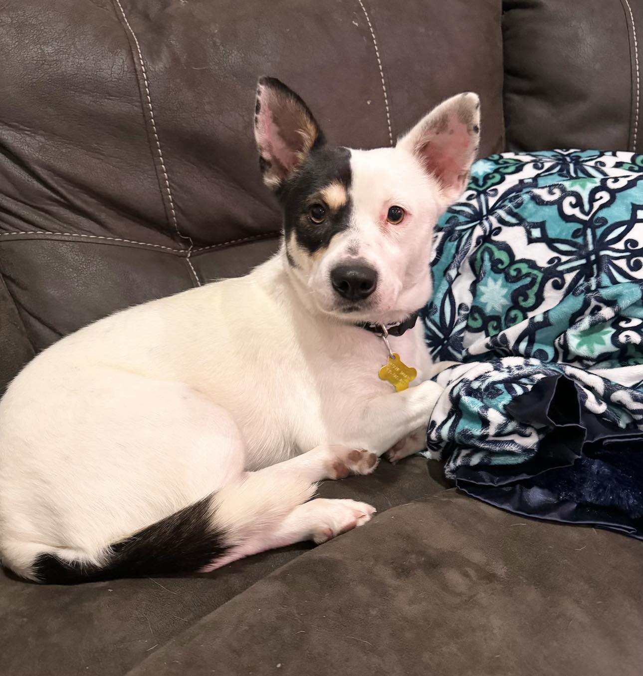 Dog for Adoption - Ms. Willow, a Corgi in Utah County, UT | Alpha Paw