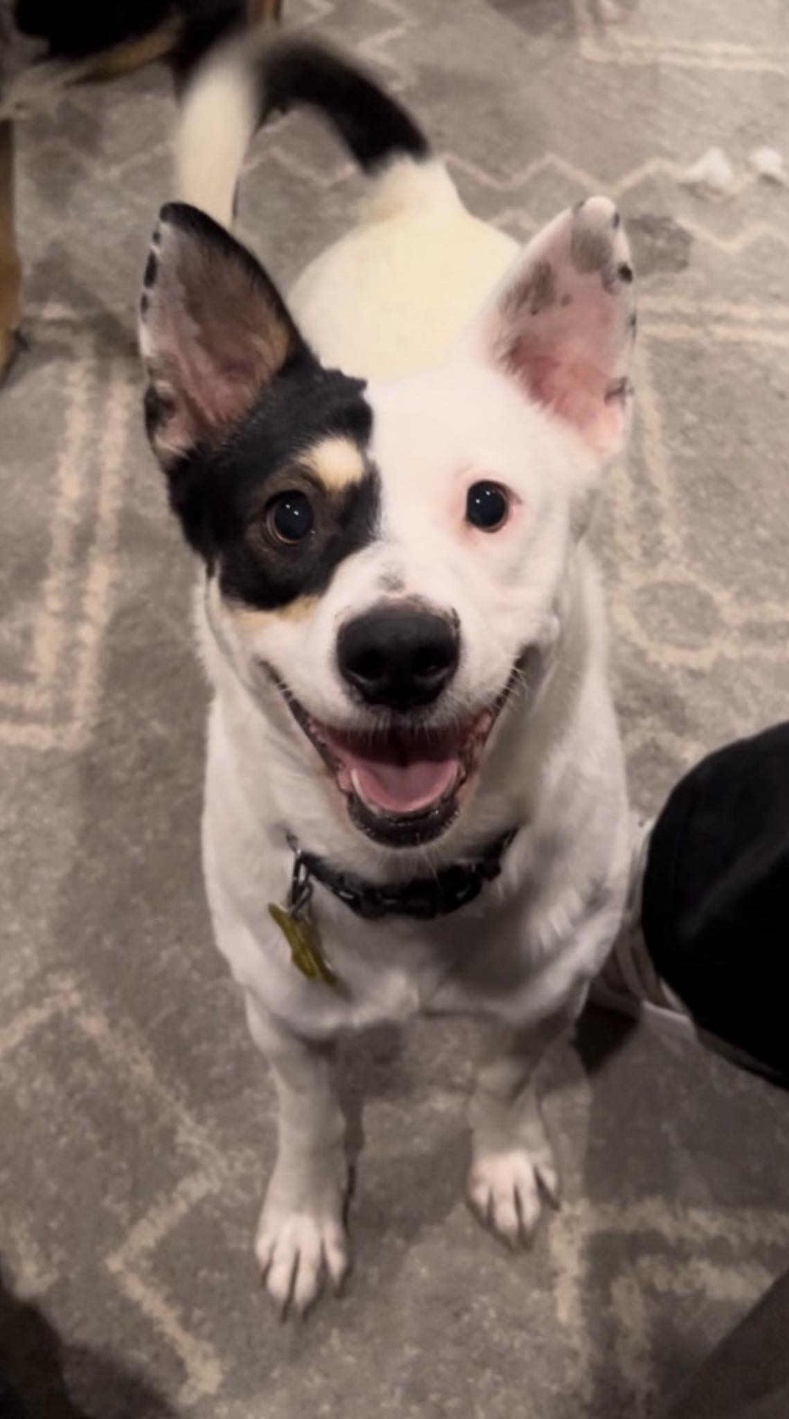 Dog for Adoption - Ms. Willow, a Corgi in Utah County, UT | Alpha Paw