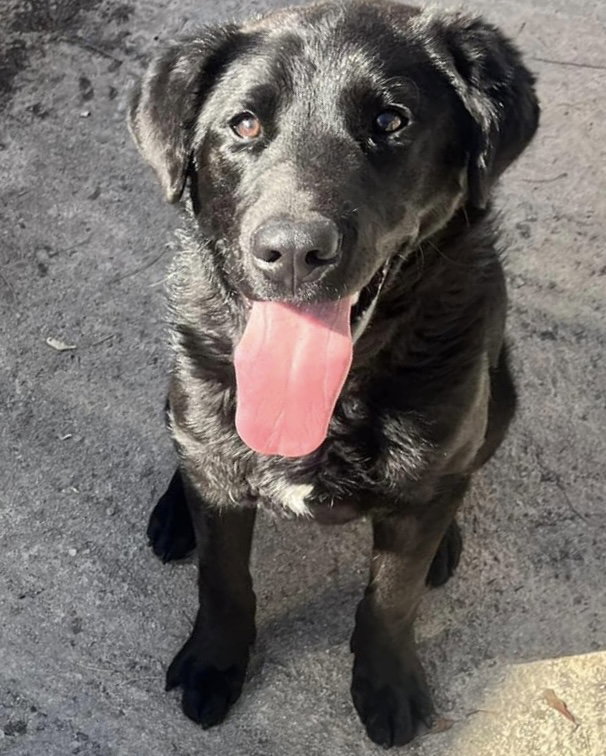 Dog for Adoption - Highway, a Labrador Retriever in Woodland Hills, UT ...