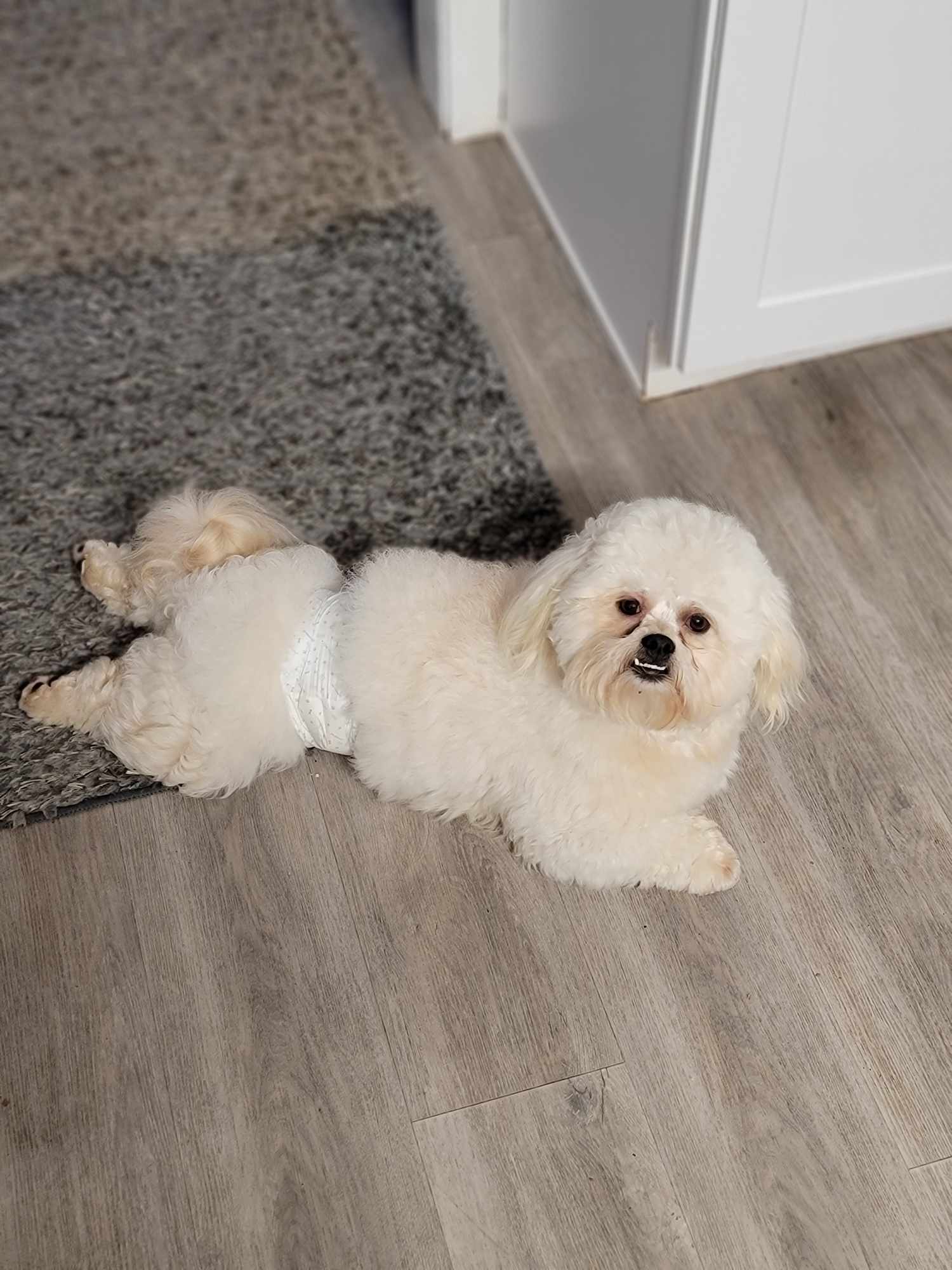 Dog for Adoption - Daboo, a Bichon Frise in Grantsville, UT | Alpha Paw