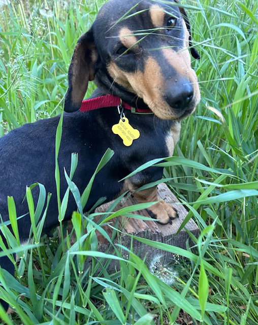 Dog for Adoption - Mrs. Potts, a Dachshund in Davis County, UT | Alpha Paw