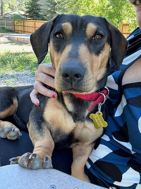 Dog for Adoption - Mrs. Potts, a Dachshund in Davis County, UT | Alpha Paw