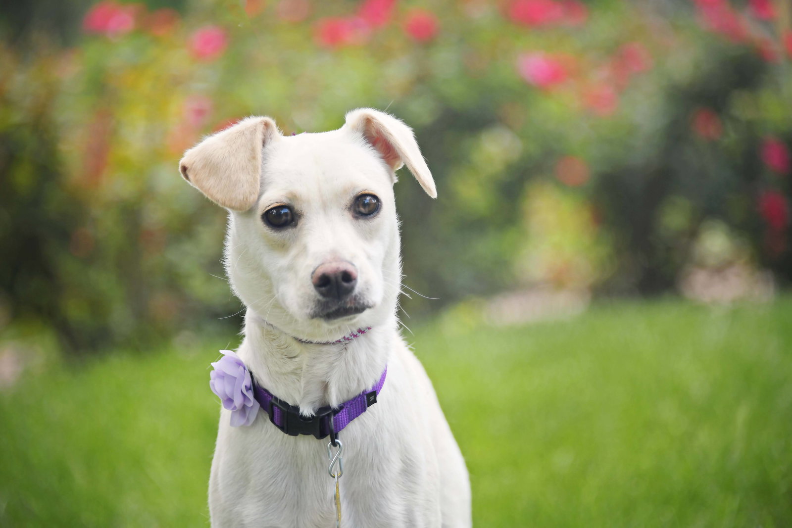 Dog for Adoption - Kiwi Amore, a Labrador Retriever in Marriott ...