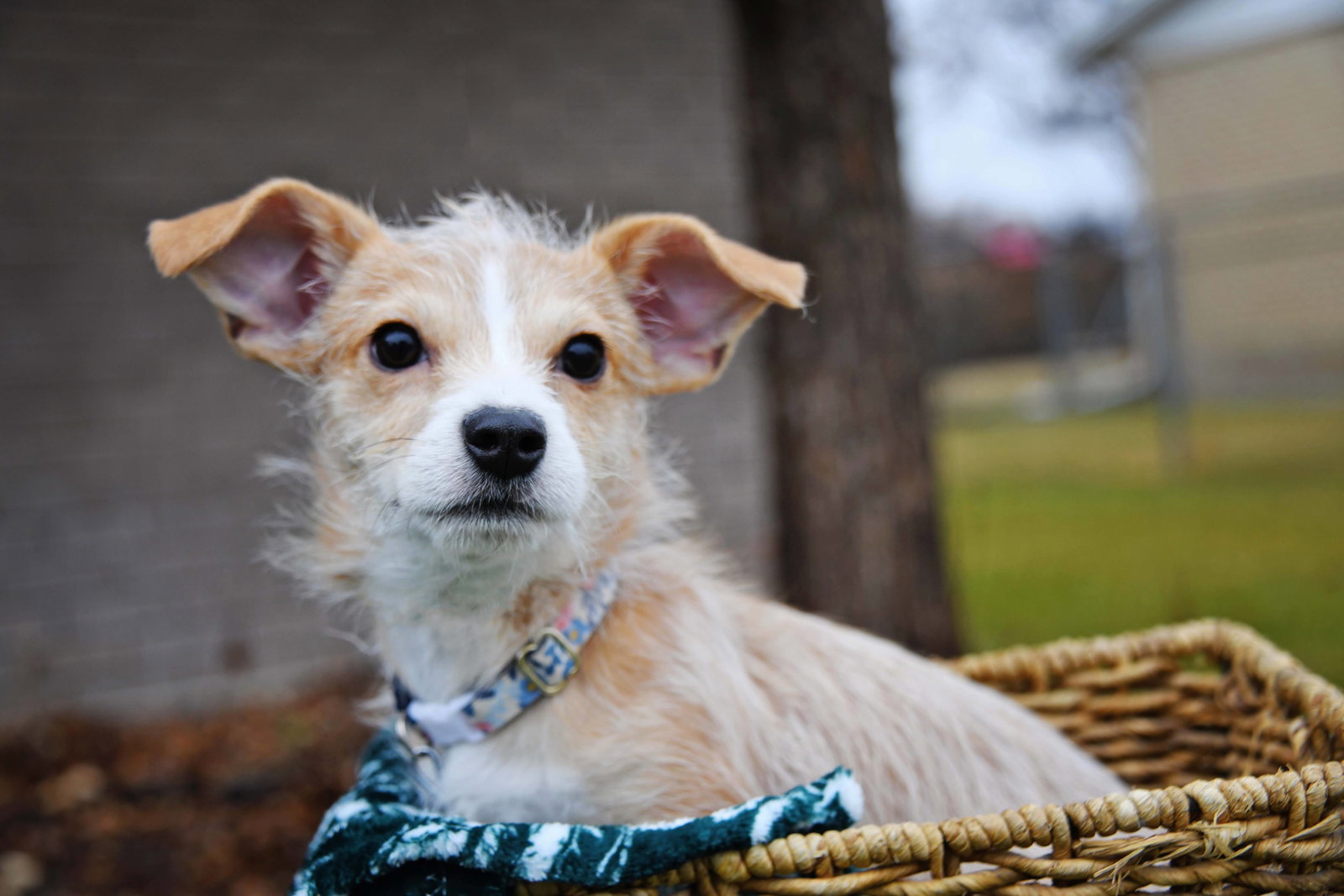 Little bean's Web Page
