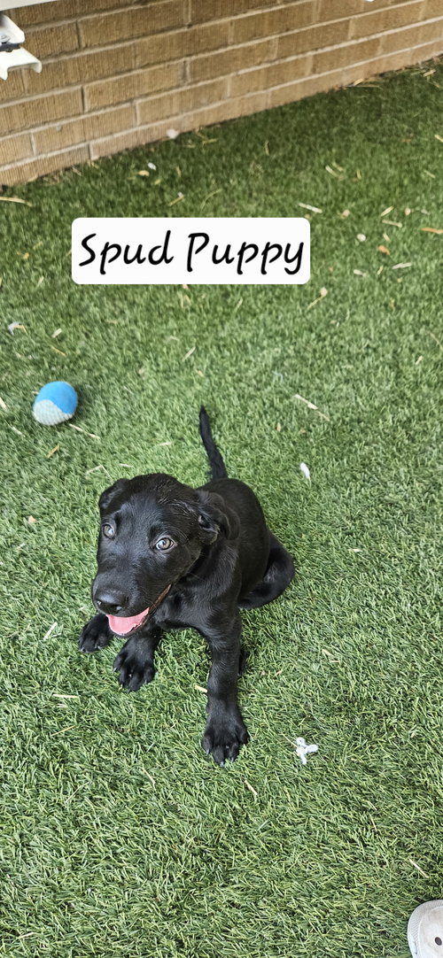 Spud Puppy's Web Page