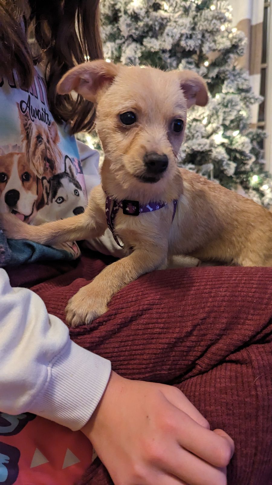 Dog for Adoption - Bosley, a Chihuahua in Long Island City, NY | Alpha Paw