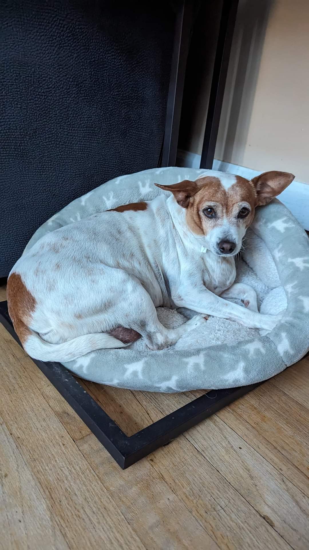 Dog for Adoption - Leisy, a Chihuahua in Bergen County, NJ | Alpha Paw