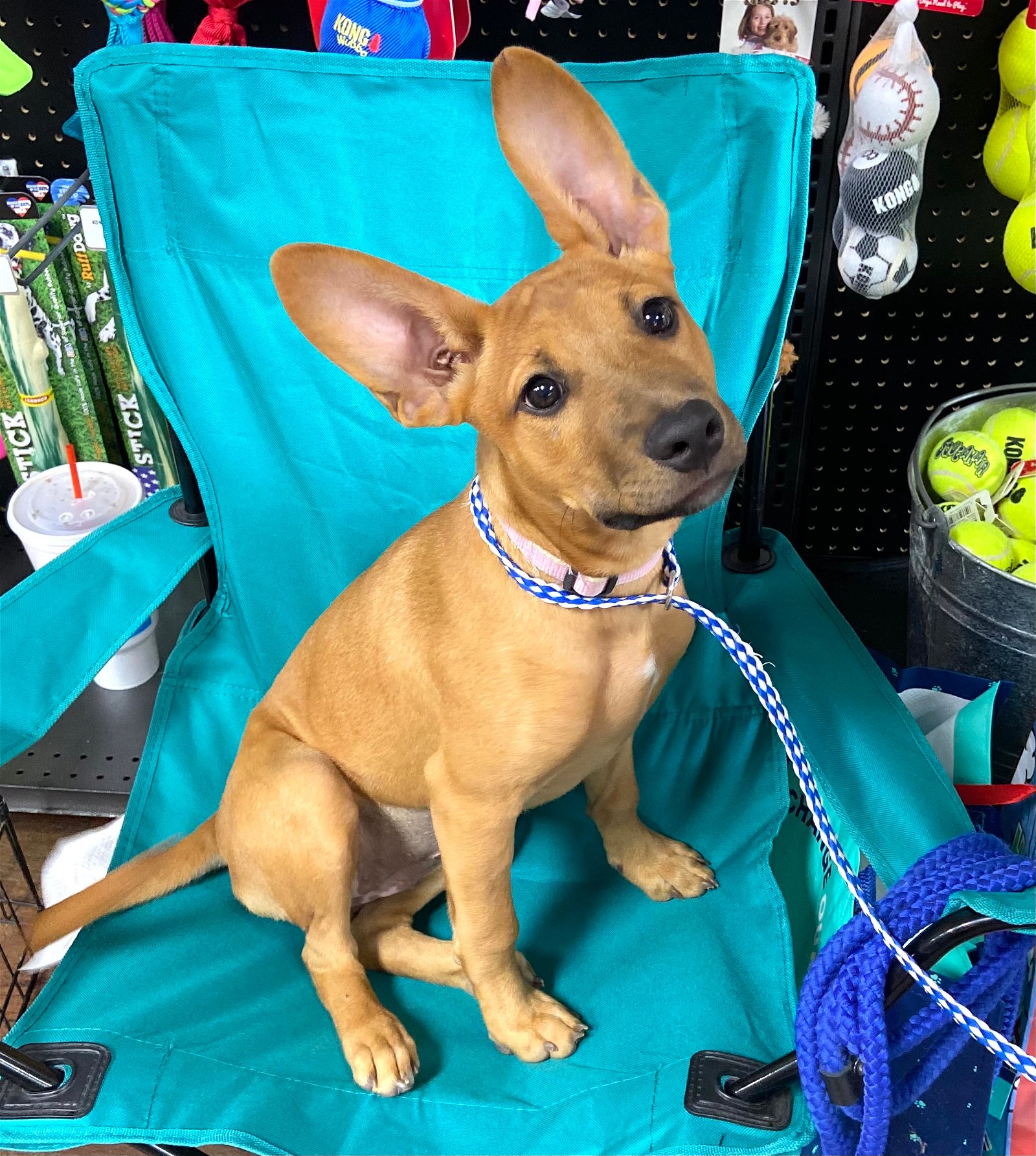 Dog for Adoption - TATUM, a Carolina Dog in Forest, MS | Alpha Paw