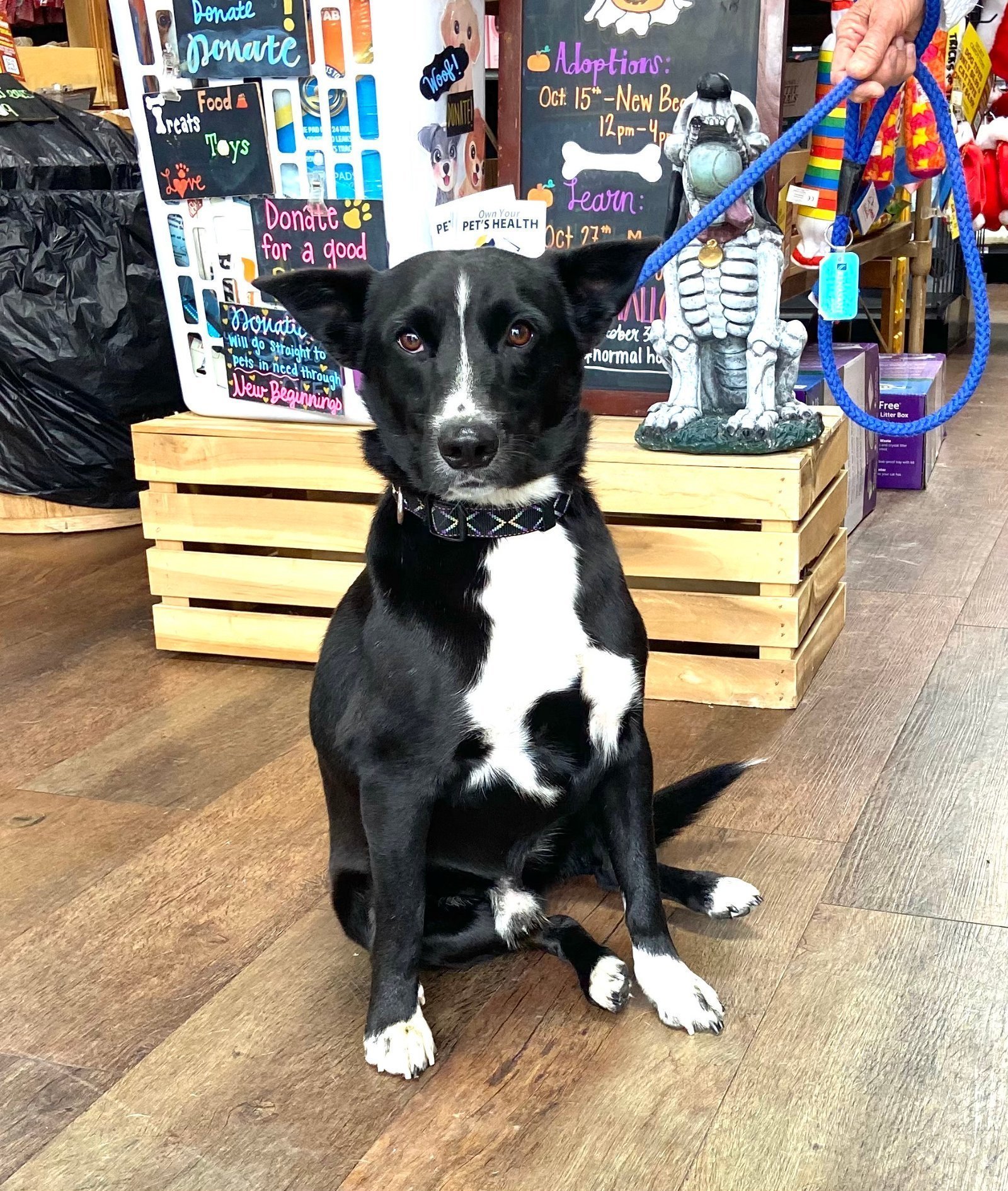 Dog for Adoption - Tony, a Border Collie in Oxford, MS | Alpha Paw