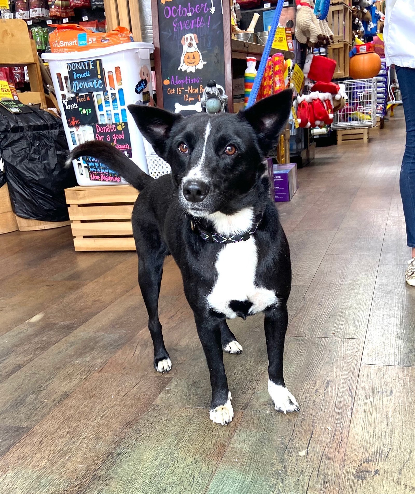 Dog for Adoption - Tony, a Border Collie in Oxford, MS | Alpha Paw