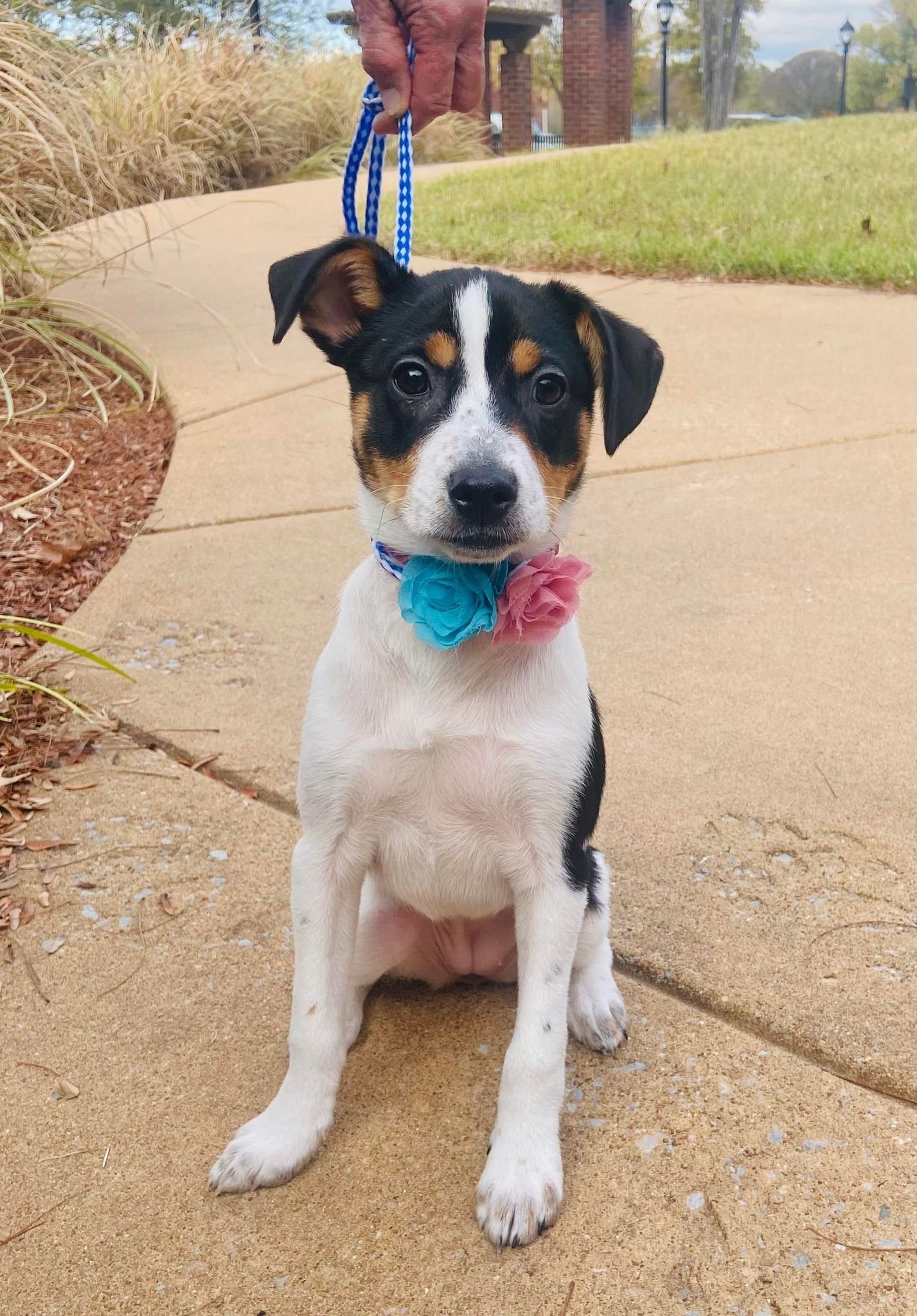 Dog for Adoption - Tilly, a Feist in Olive Branch, MS | Alpha Paw