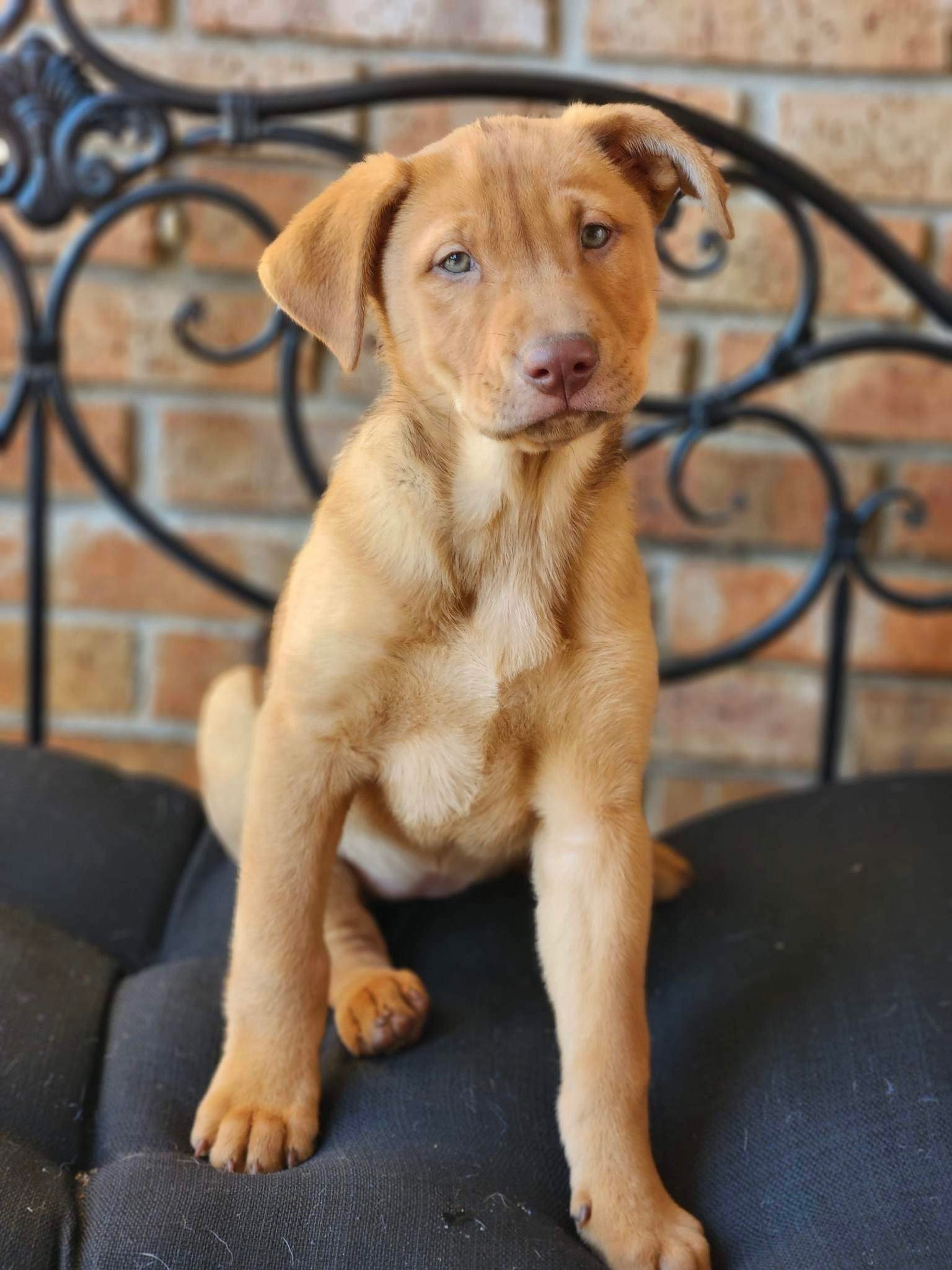 Dog for Adoption - EMBER, a Hound in Batesville, MS | Alpha Paw