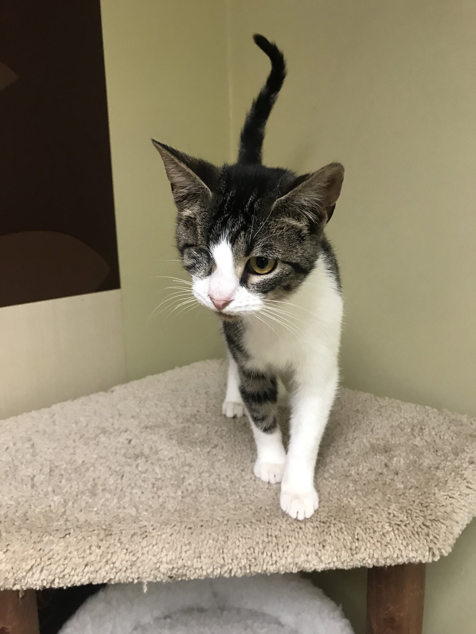Cats for Adoption in Crittenden County, Arkansas | Alpha Paw