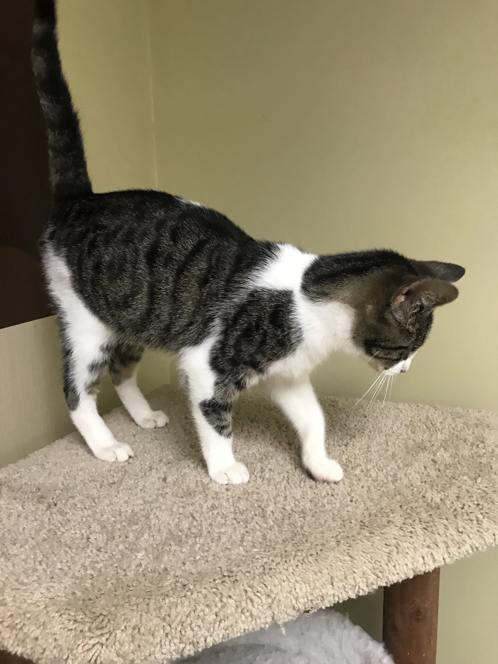 Cats for Adoption in Crittenden County, Arkansas | Alpha Paw