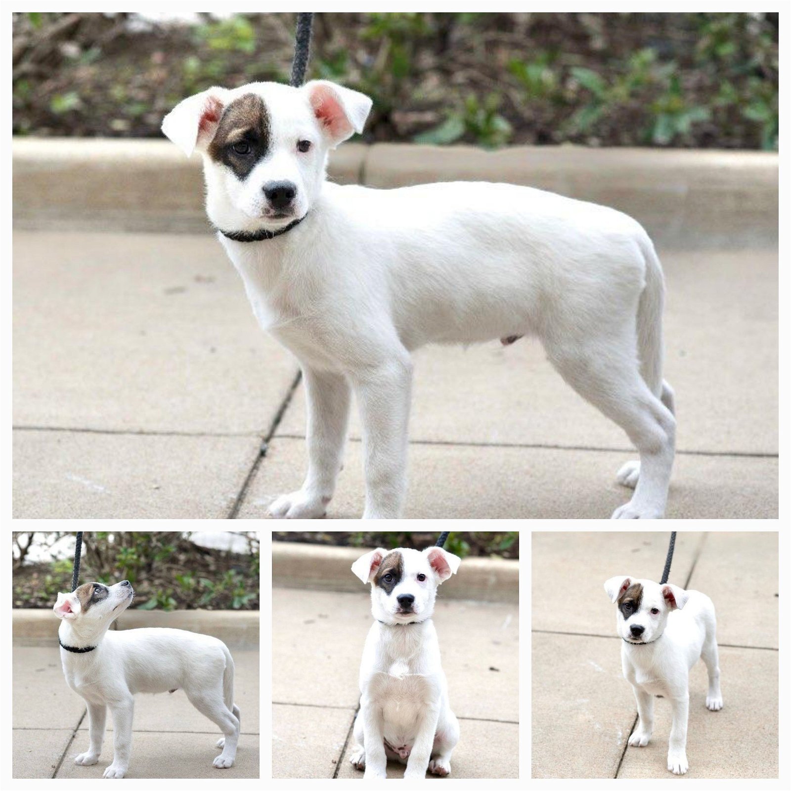 Dog for Adoption - Spot, a Jack Russell Terrier in Shelby County, TN ...
