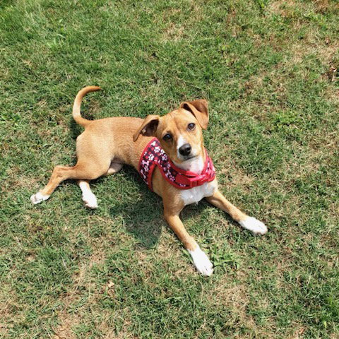 Dog for Adoption - LALANI (LaLa), a Chihuahua in Batesville, MS | Alpha Paw