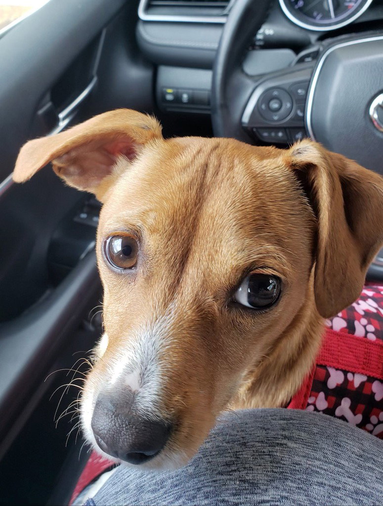 Dog for Adoption - LALANI (LaLa), a Chihuahua in Batesville, MS | Alpha Paw