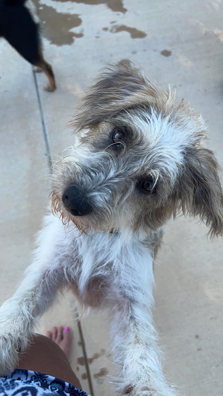 Dog for Adoption - JUJU BEE, a Schnauzer in Batesville, MS | Alpha Paw