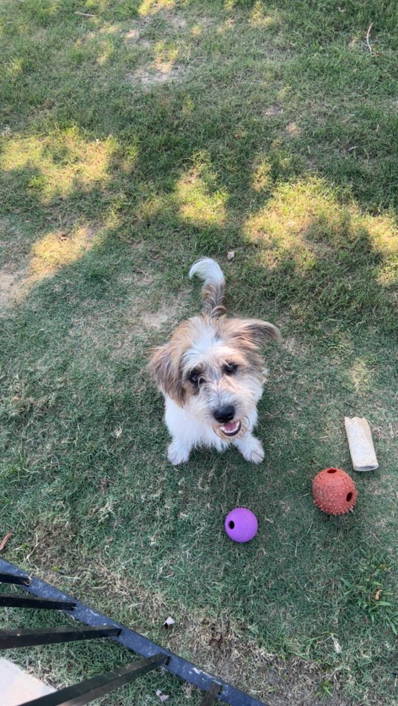 Dog for Adoption - JUJU BEE, a Schnauzer in Batesville, MS | Alpha Paw