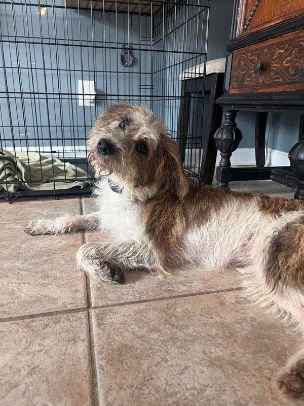 Dog for Adoption - JUJU BEE, a Schnauzer in Batesville, MS | Alpha Paw