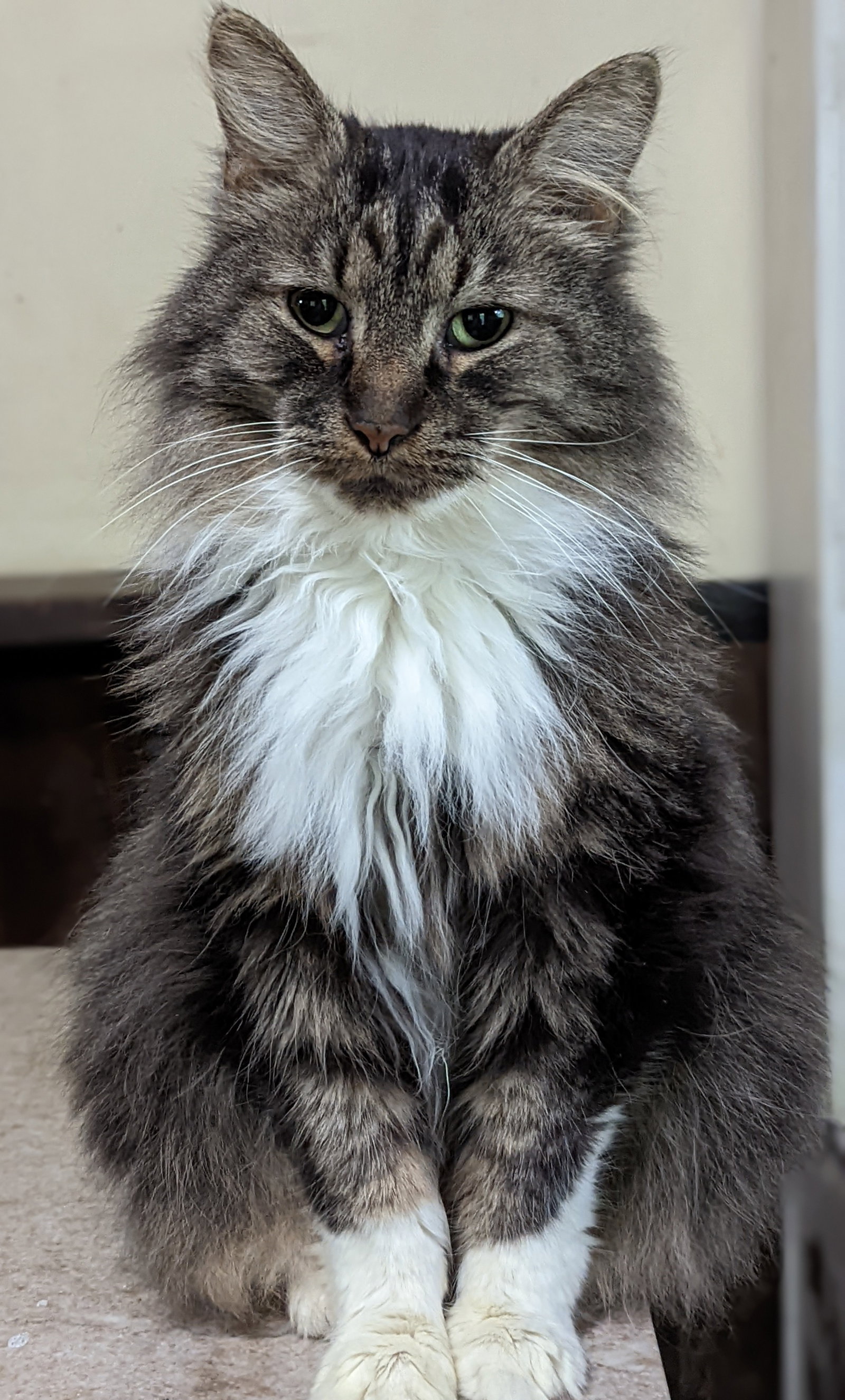 WV - Brownie (MCR) FIV Positive/Front Paw Declaw's Web Page