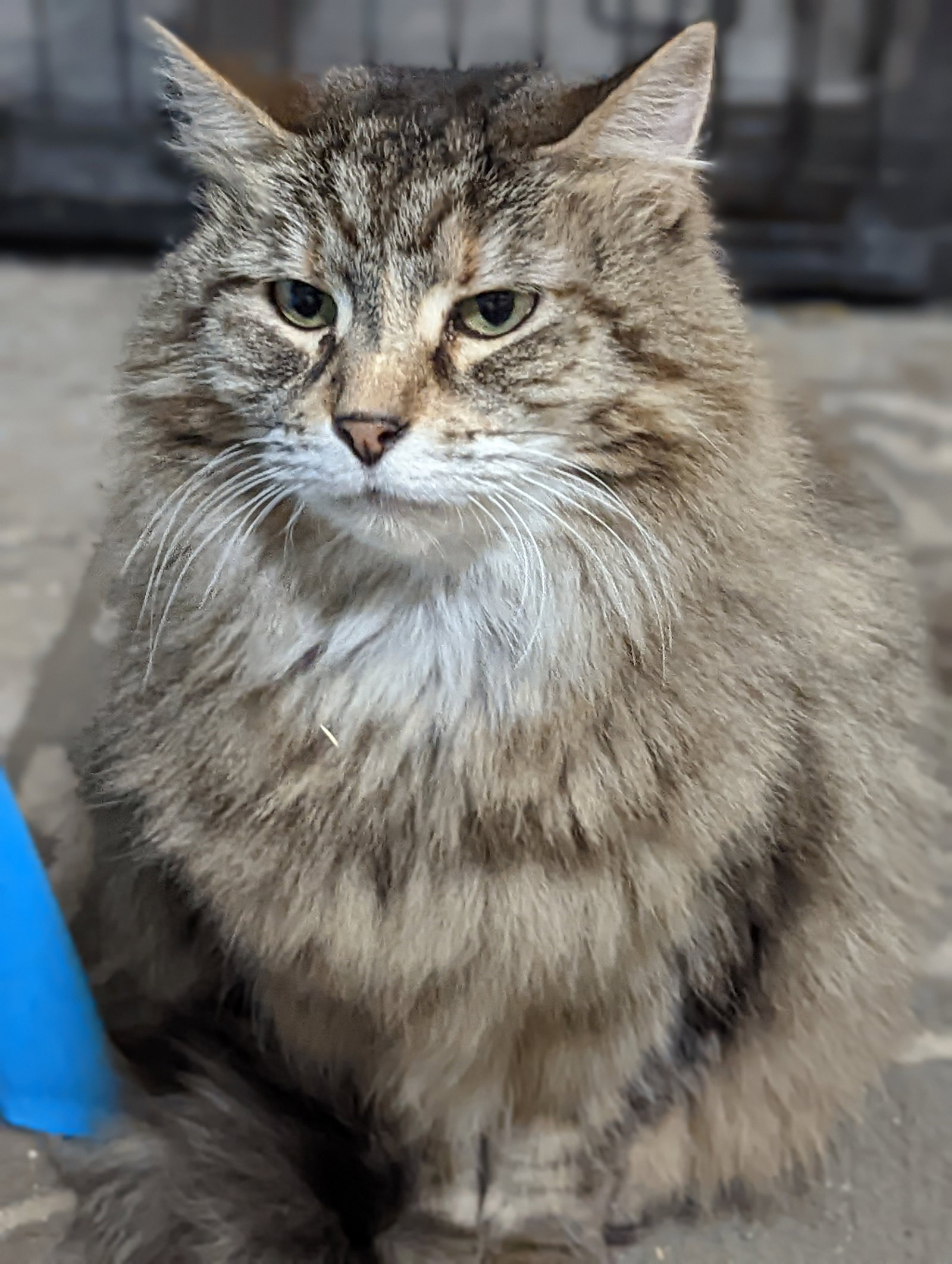 Cats for Adoption in Queens, New York | Alpha Paw