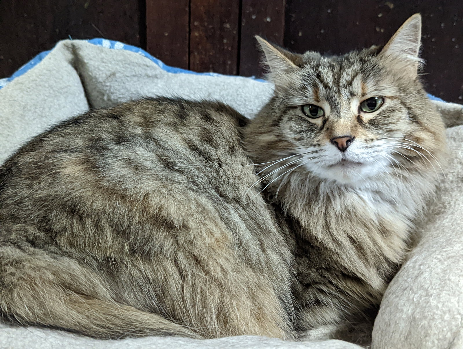 Cats for Adoption in Queens, New York | Alpha Paw