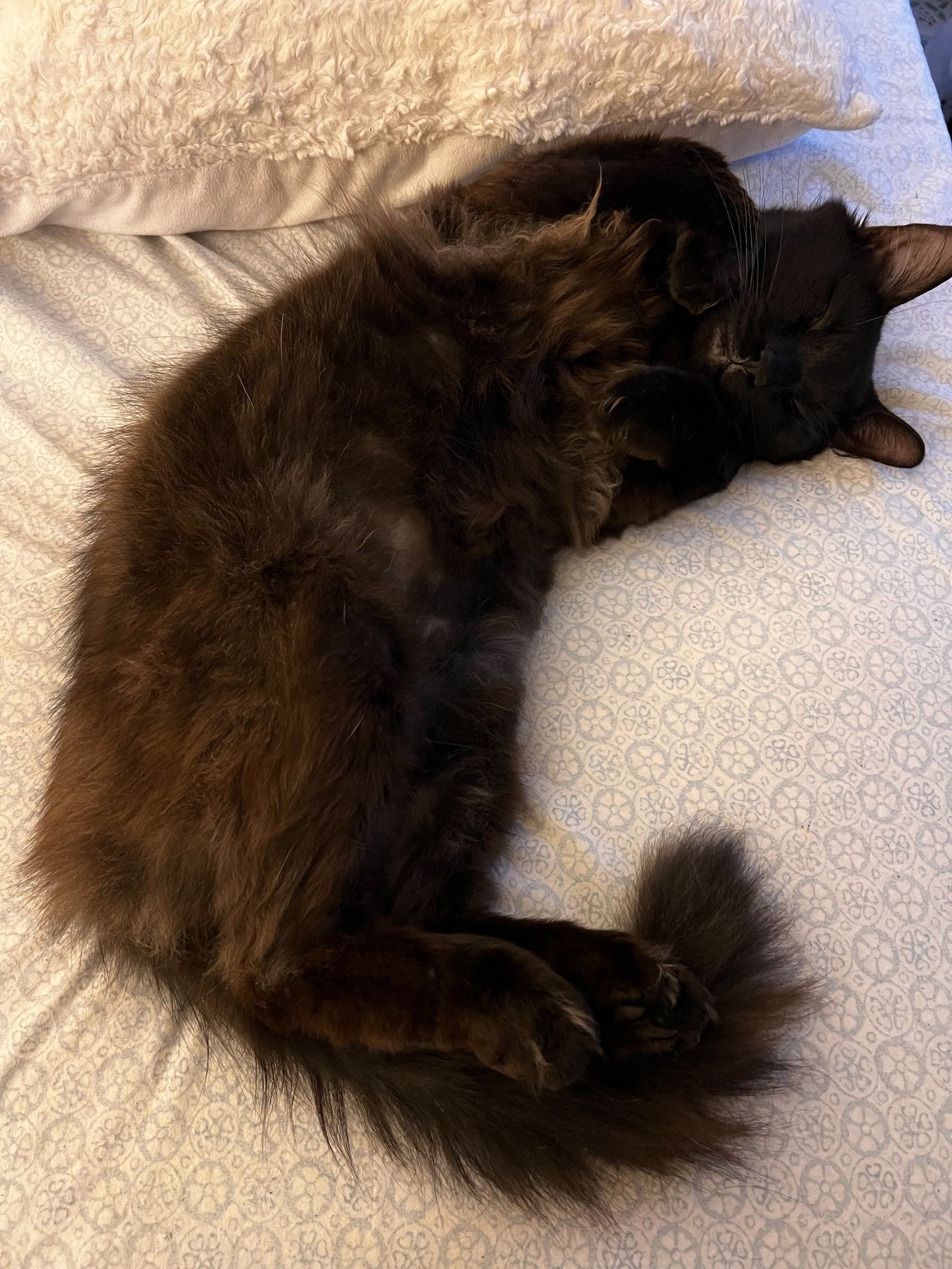 MS - Fluffy (MCR) *FIV+*'s Web Page