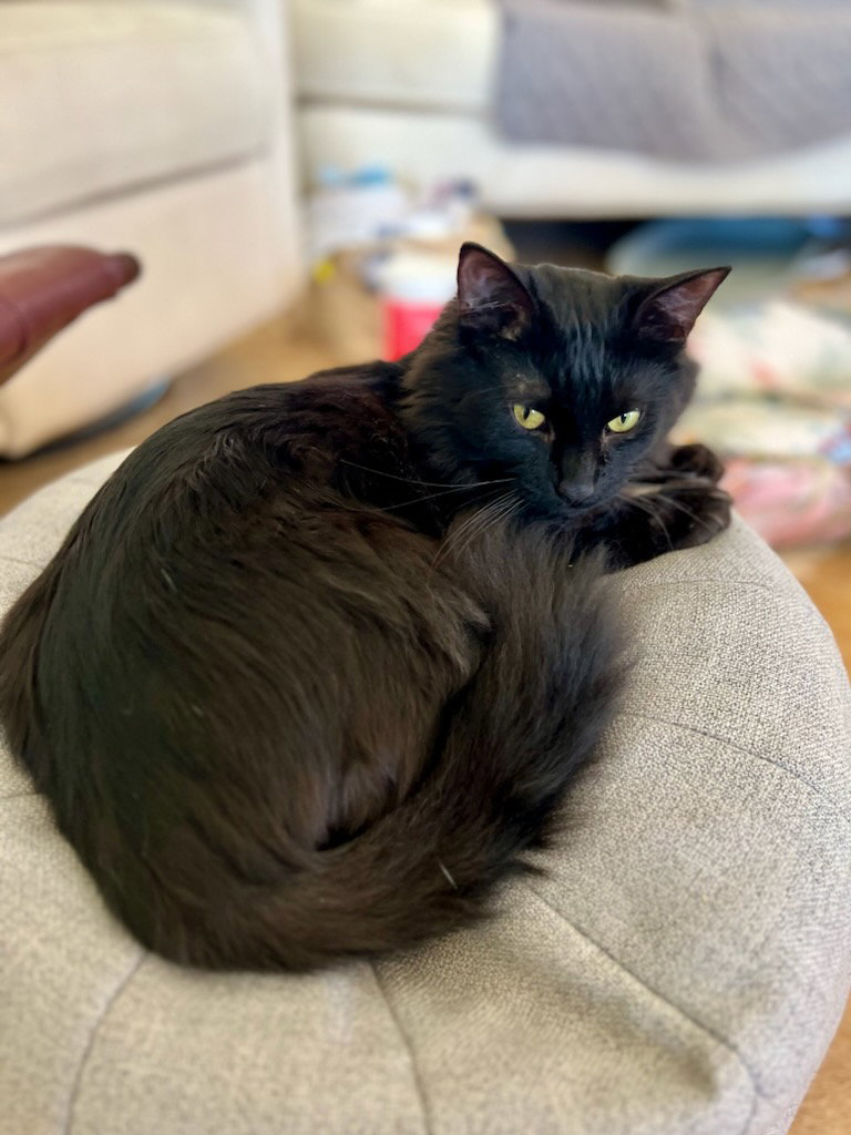 MS - Fluffy (MCR) *FIV+*'s Web Page