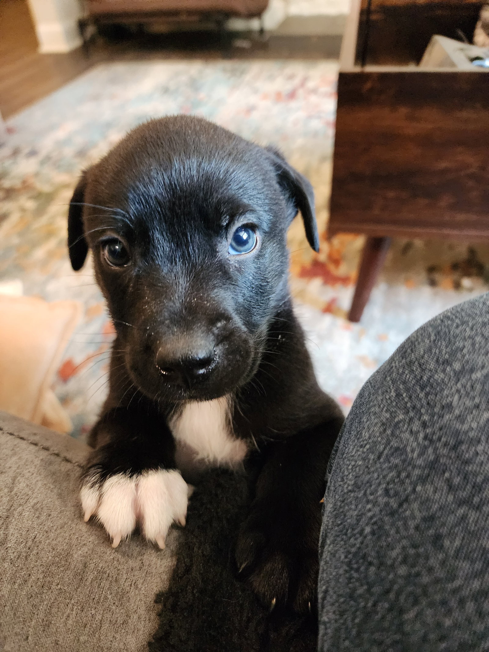 Dog for Adoption - Parsley, a Border Collie in New Kent, VA | Alpha Paw