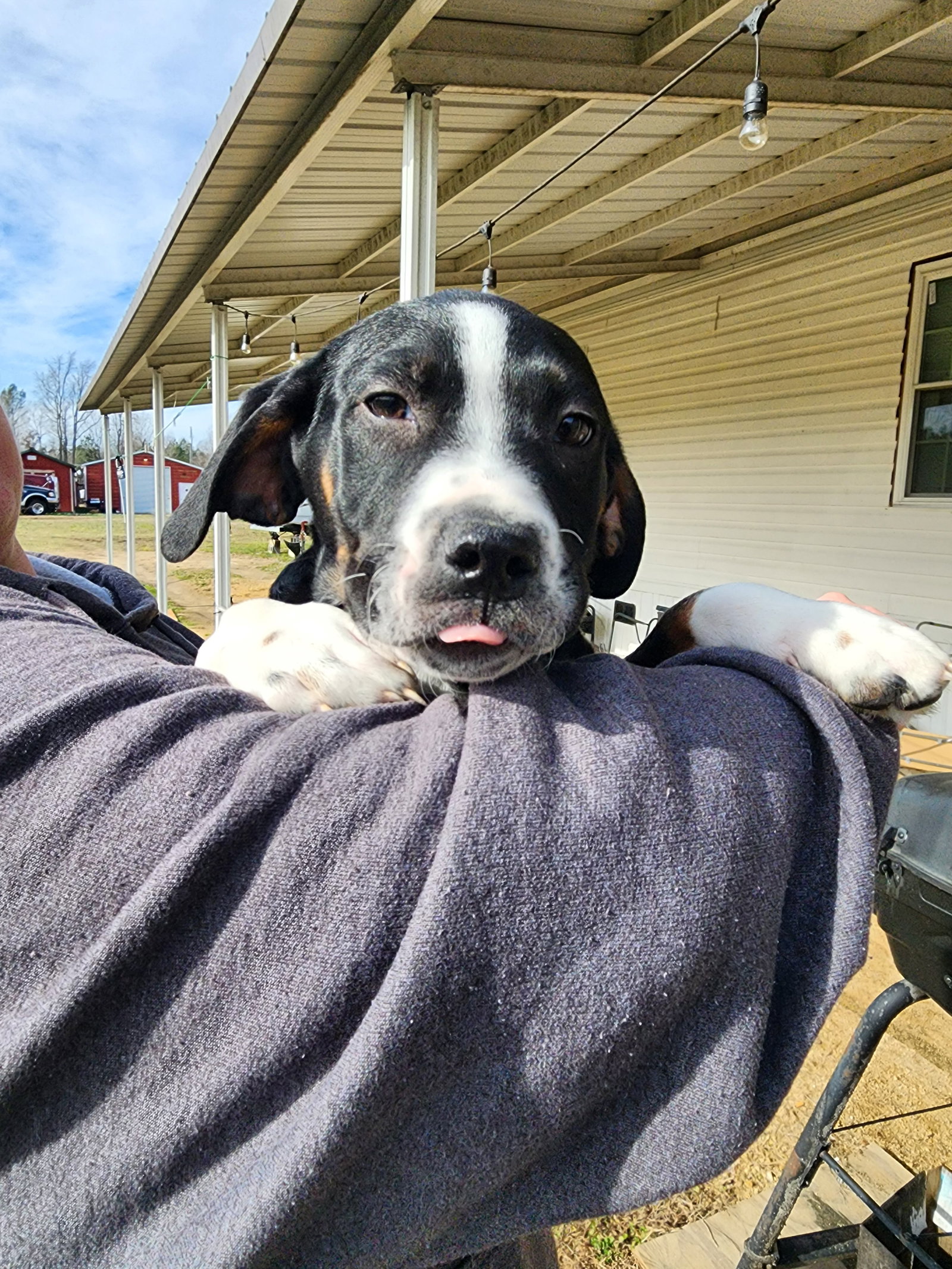 Dog for Adoption - Baxter, a American Pit Bull Terrier in City Of ...