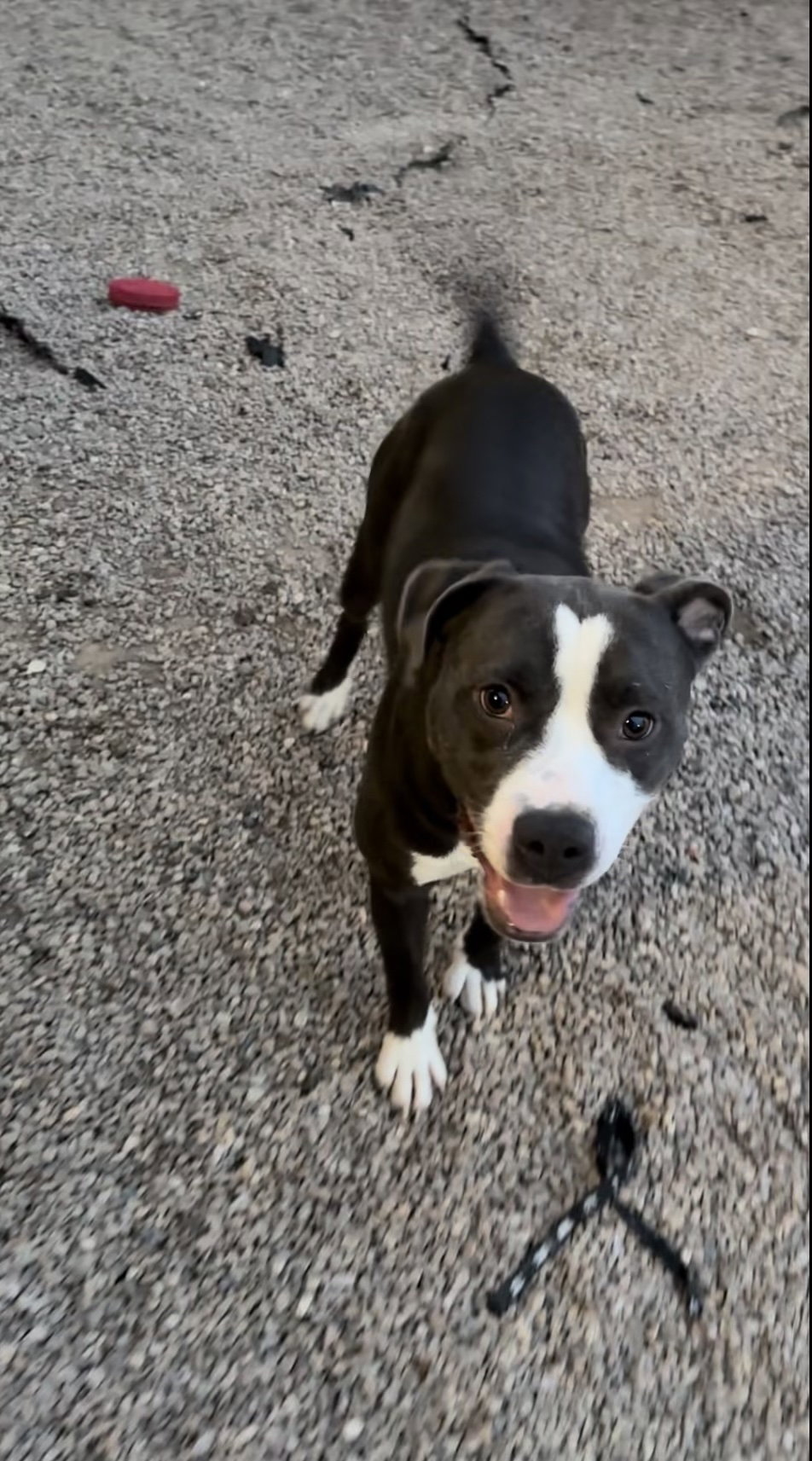 Dog for Adoption - Mary Rocker 56487, a American Pit Bull Terrier in Borger, TX | Alpha Paw