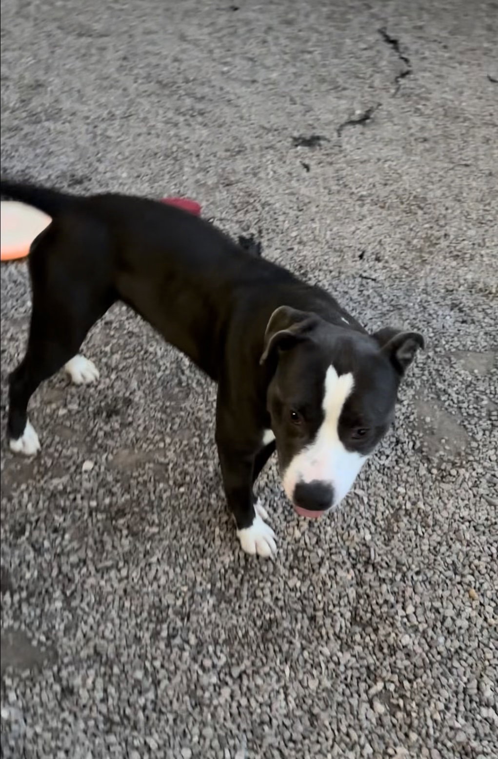 Dog for Adoption - Mary Rocker 56487, a American Pit Bull Terrier in ...